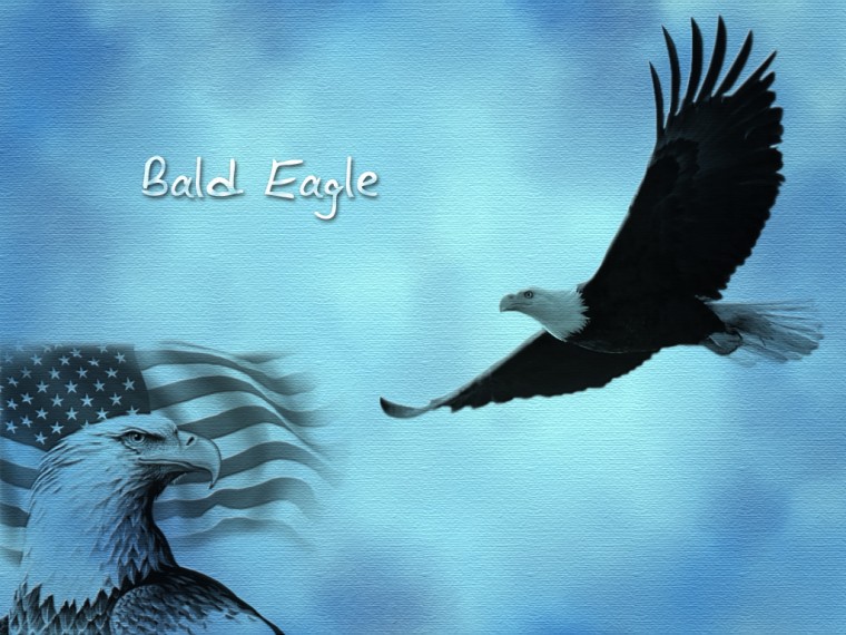 🔥 [50+] Eagle Desktop Wallpapers Amazing Collection | WallpaperSafari