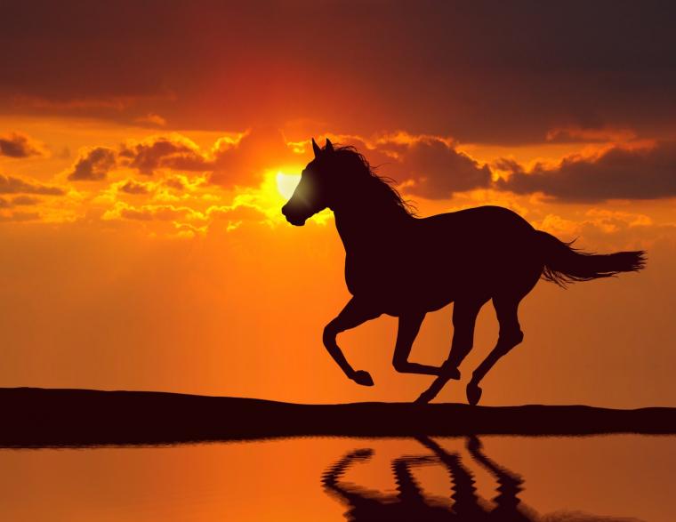 🔥 [90+] Horses at Sunset Wallpapers | WallpaperSafari