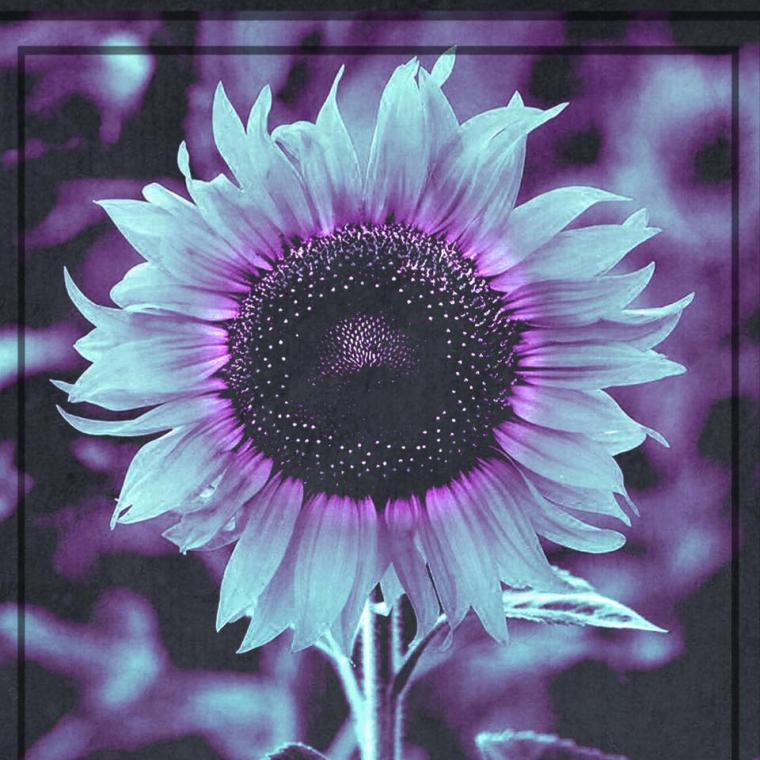 🔥 [20+] Purple Sunflower Wallpapers | WallpaperSafari