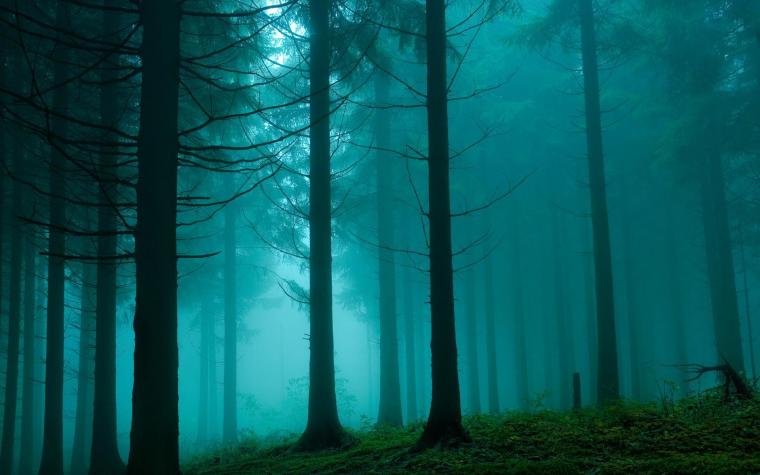 🔥 [20+] Night Green Forest Wallpapers | WallpaperSafari