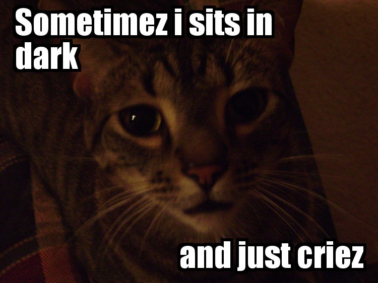 🔥 Free Download Happy Thanks Giving Wallpaper Lolcat Lolcats Lolcatz ...