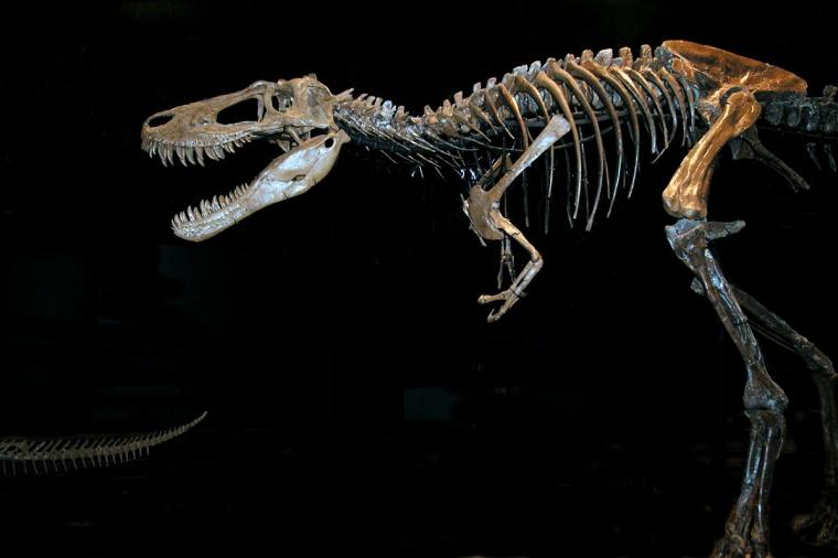 🔥 Free Download Limited Run Of Windows Ninja Cat T Rex Shirts Central ...