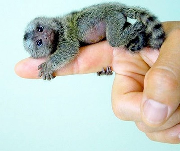 🔥 Free Download Cute Baby Finger Monkeys by @saragriffith | WallpaperSafari