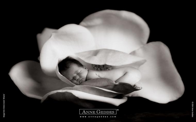 🔥 Free Download Anne Geddes Baby Photography Newborn by @bfigueroa91 ...