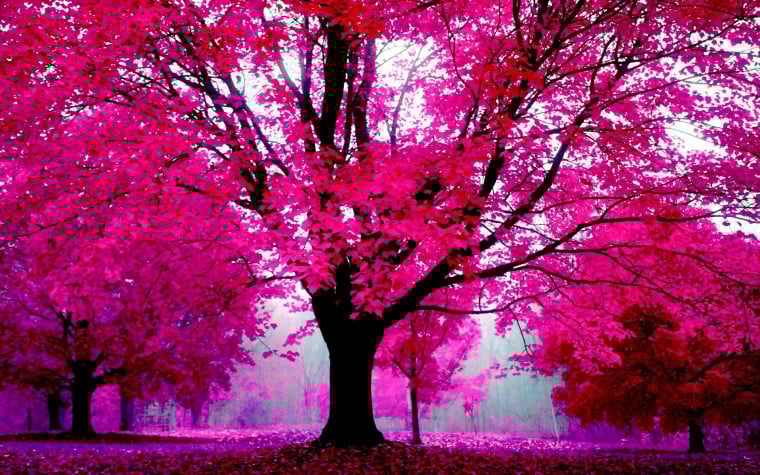 🔥 Free Download Pink Trees Wallpaper by @scottbailey | WallpaperSafari