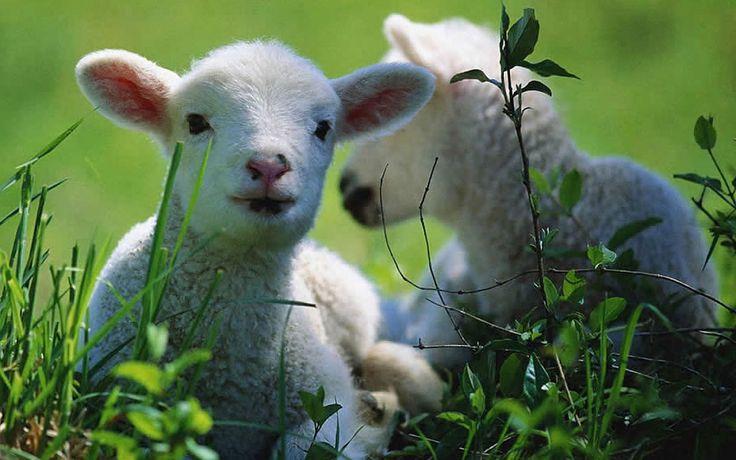 🔥 Free Download Bureaublad Achtergronden In Hd More Spring Lambs Easter ...