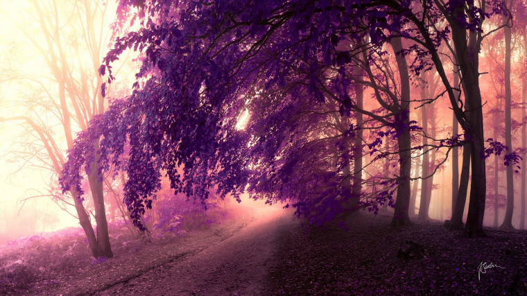 🔥 [80+] Purple Tree Wallpapers | WallpaperSafari