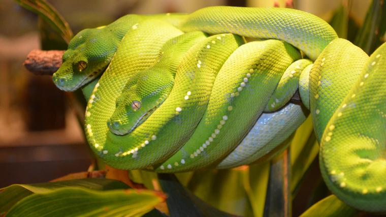 🔥 [50+] Green Tree Python Wallpapers | WallpaperSafari
