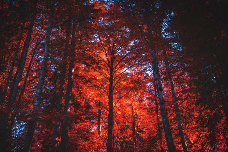 🔥 [20+] Red Forest Wallpapers | WallpaperSafari