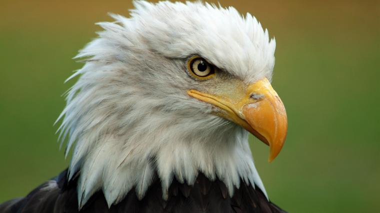 Free download flag wallpaper american patriotism eagle [2560x1440] for ...