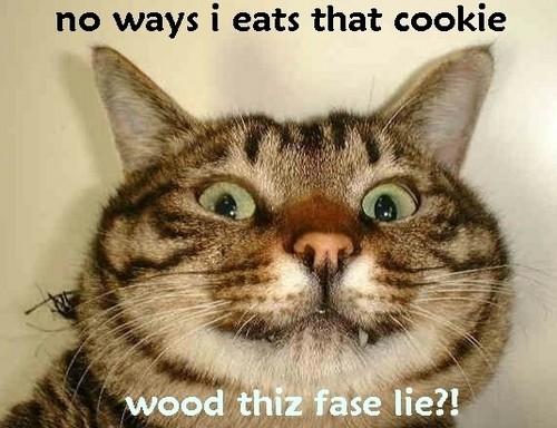 🔥 Free Download Lolcats Widescreen Wallpaper by @anthonyj88 ...