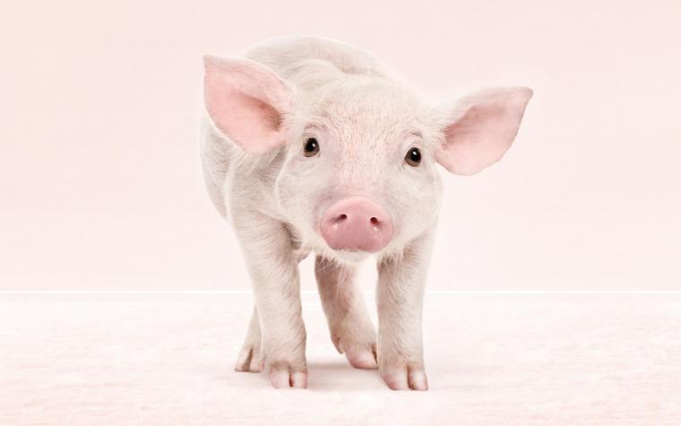 🔥 [70+] Piggy Wallpapers | WallpaperSafari