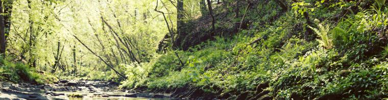 🔥 [20+] Bushcraft Backgrounds | WallpaperSafari