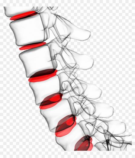 Free download Spine Transparent Transparent Background Vertebral Column ...