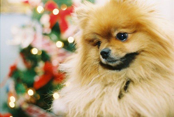 🔥 [40+] Christmas Pomeranian Wallpapers | WallpaperSafari