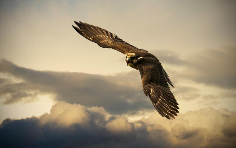 🔥 [140+] Hawk Wallpapers | WallpaperSafari