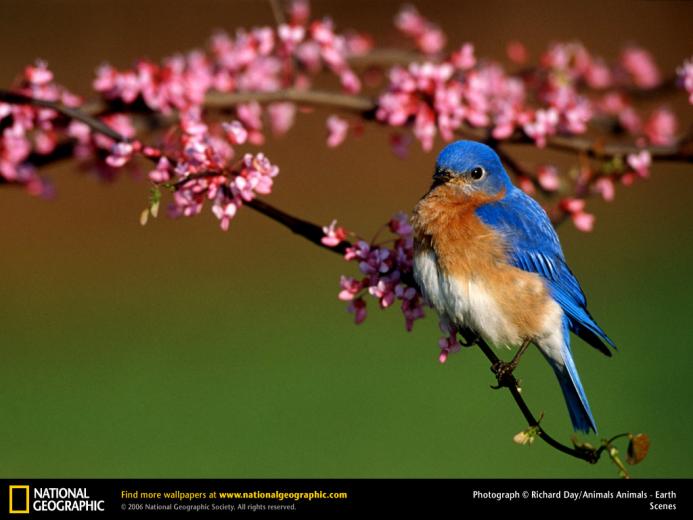 🔥 [50+] Bing Wallpapers and Screensavers Birds | WallpaperSafari