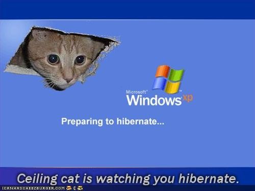 🔥 [130+] Funny Windows Wallpapers | WallpaperSafari