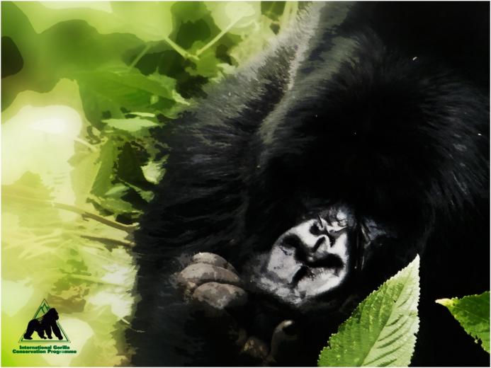 🔥 [50+] Silverback Wallpapers | WallpaperSafari