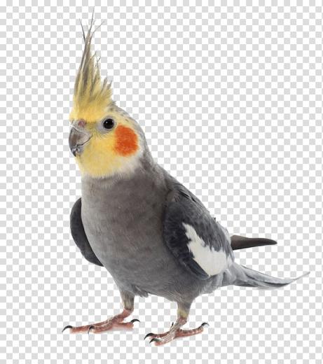 🔥 Free Download Cockatiel Bird Flying Transparent Background by ...