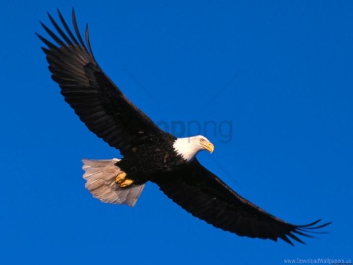 🔥 Free Download Eagle High Soaring Wallpaper Background Best Stock ...