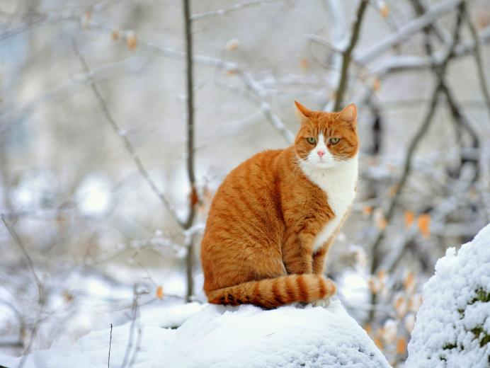 🔥 [40+] Winter Cat Wallpapers | WallpaperSafari