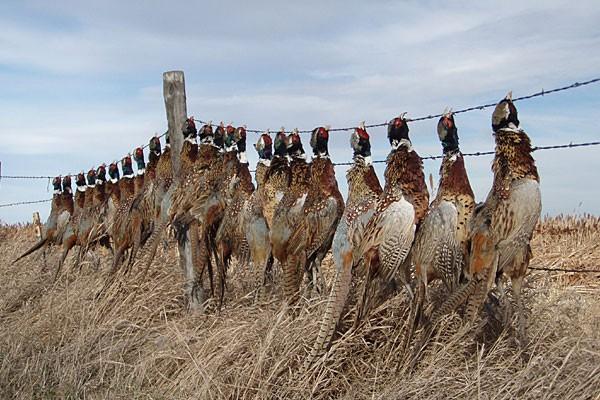 🔥 [100+] Pheasant Hunting Wallpapers | WallpaperSafari