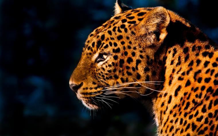 🔥 [90+] Leopard Wallpapers for Desktop | WallpaperSafari