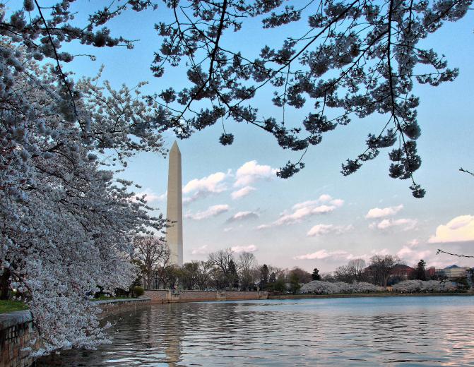 🔥 [40+] Washington DC Cherry Blossom Wallpapers | WallpaperSafari