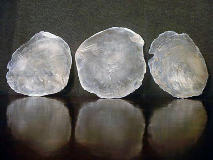 🔥 [50+] Capiz Shell Wallpapers | WallpaperSafari