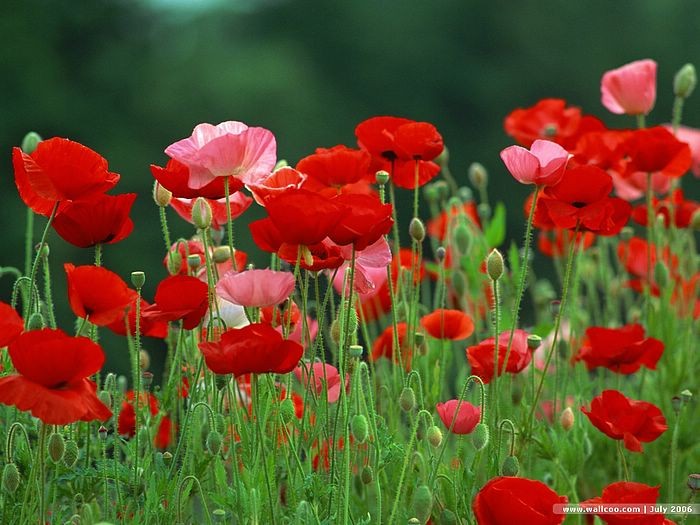 Free download Red Wallpaper Photos Red Poppy Wallpaper [1680x1050] for ...