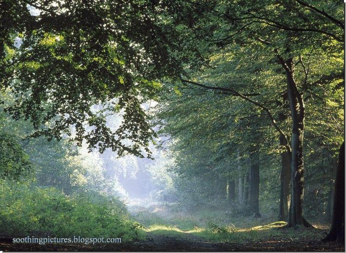 🔥 Free Download Peace Of Mind Beautiful Nature Wallpaper Forests by ...