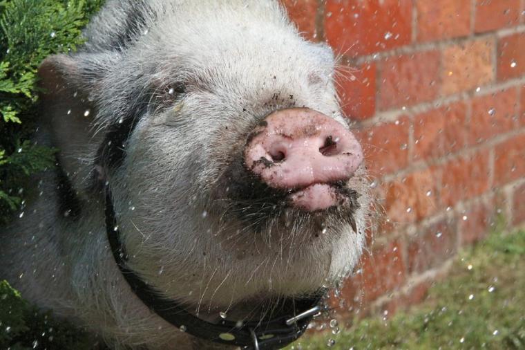 🔥 [50+] Pig Screensaver Wallpapers Free | WallpaperSafari