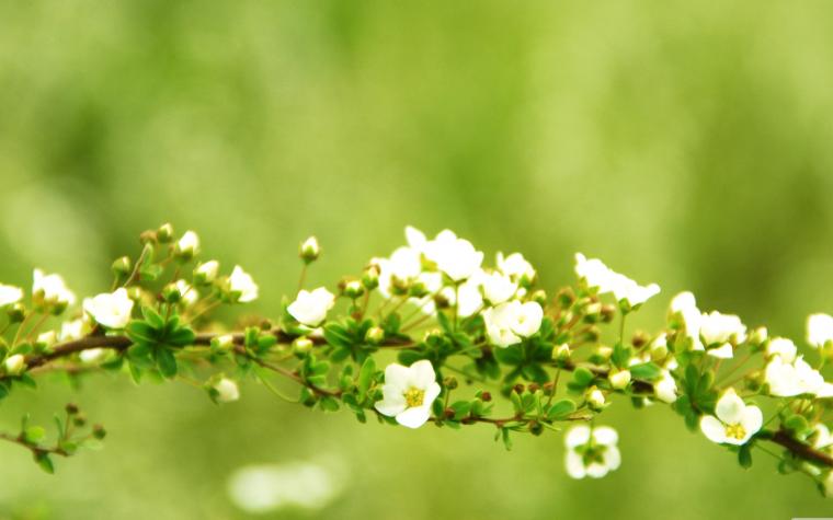 🔥 [50+] Spring Wallpapers for Mac | WallpaperSafari