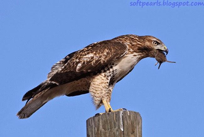 🔥 [50+] Red Tail Hawk Wallpapers | WallpaperSafari
