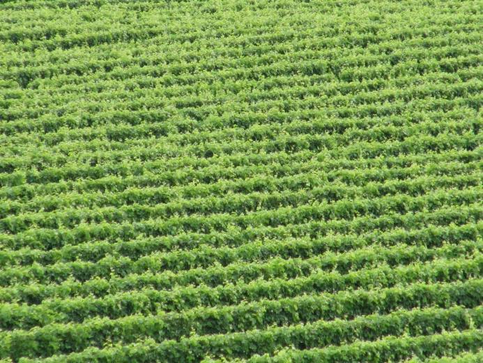 🔥 [50+] Vineyard Vines Desktop Wallpapers | WallpaperSafari