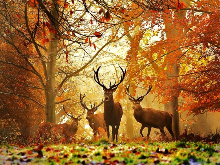 🔥 [140+] Deer Backgrounds | WallpaperSafari