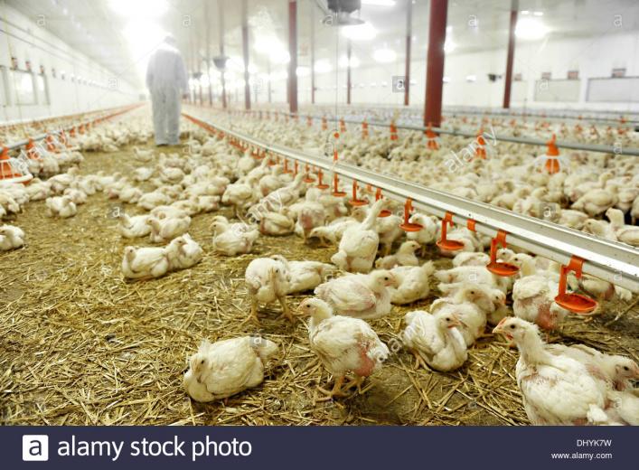 Free download Chicken Manufacturing Farm Backgrounds For PowerPoint ...