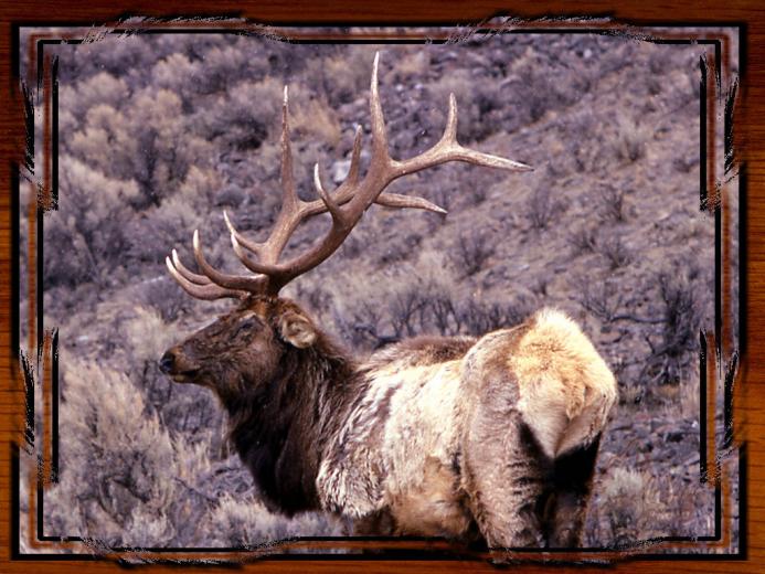 🔥 [50+] Bull Elk Wallpapers | WallpaperSafari