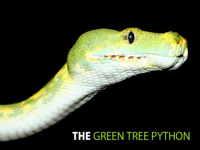 🔥 [50+] Green Tree Python Wallpapers | WallpaperSafari