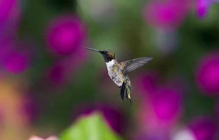 Free download Hummingbird HD Wallpapers HD Wallpapers High Definition ...