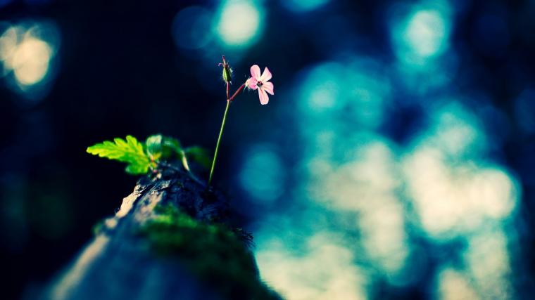 🔥 [50+] Beautiful 1080p Wallpapers | WallpaperSafari
