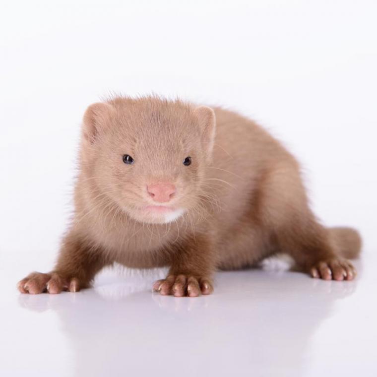 🔥 [10+] Mink Backgrounds | WallpaperSafari
