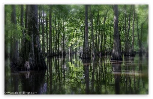 🔥 [120+] Swamp HD Wallpapers | WallpaperSafari