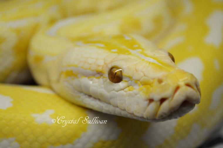 🔥 [30+] Burmese Python Wallpapers | WallpaperSafari