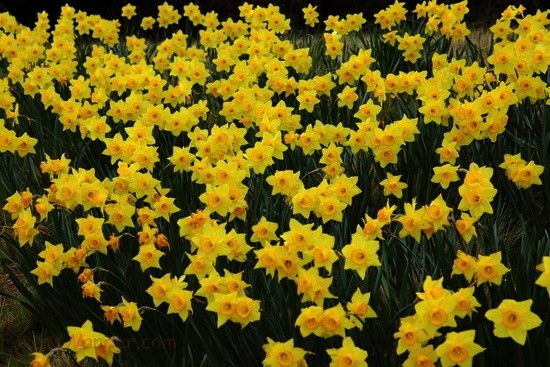 🔥 [40+] Field of Daffodils Wallpapers | WallpaperSafari