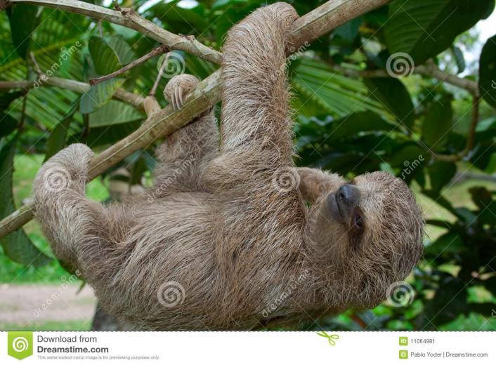 🔥 Free Download Juvenile Three Toed Sloth National Geographic Photo ...