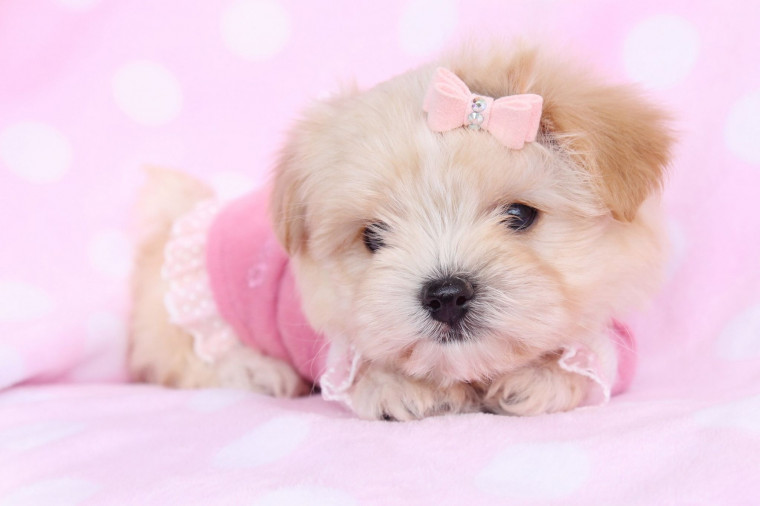 🔥 [70+] Pink Puppies Wallpapers | WallpaperSafari