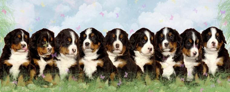 🔥 [50+] Berner Cookies Wallpapers | WallpaperSafari