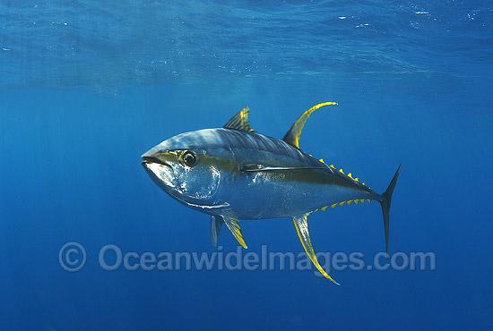 🔥 [80+] Tuna Wallpapers | WallpaperSafari